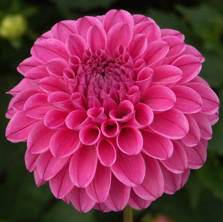 Dahlia Flower Farm in Canada - Planting Dahlia Bulbs & Tubers Online