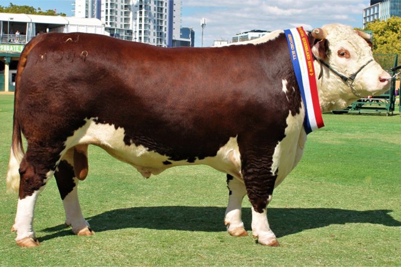 Gallery | Coothabara Beef Genes