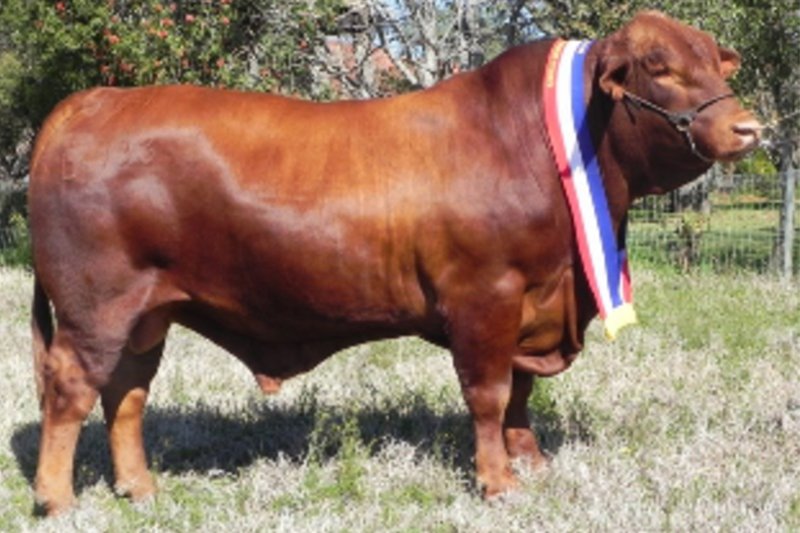 Gallery | Coothabara Beef Genes