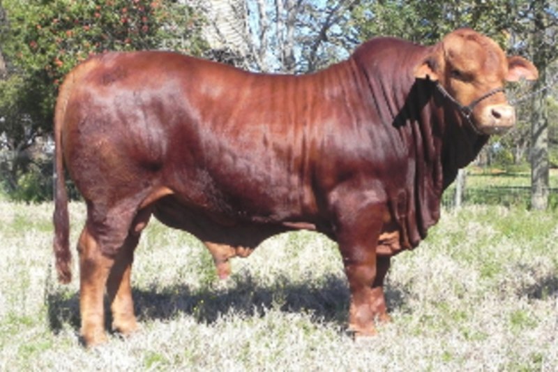 Gallery | Coothabara Beef Genes