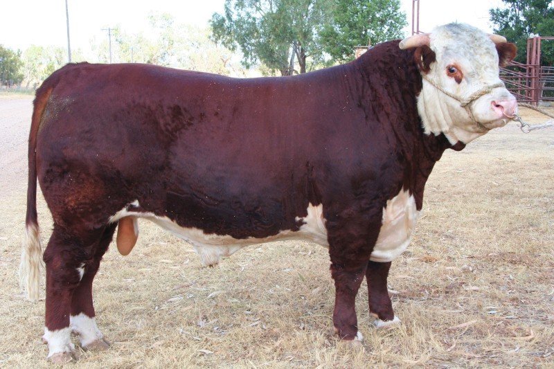 Coothabara Livestock Breeder | Coothabara Beef Genes