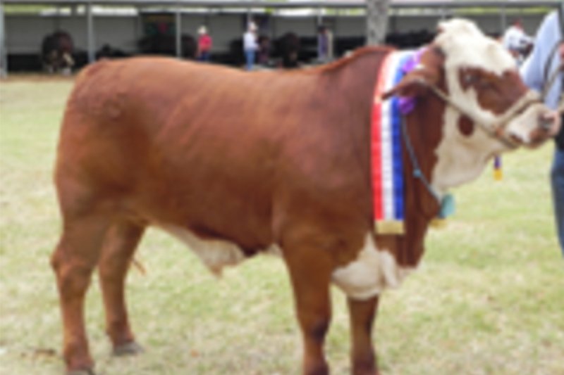 Gallery | Coothabara Beef Genes