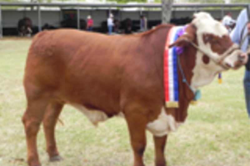 Gallery | Coothabara Beef Genes