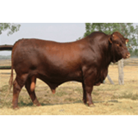 Bonsmara Bulls for Sale