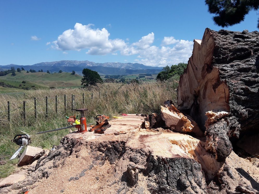 Mundaka tree care. Arborists based in Scarborough