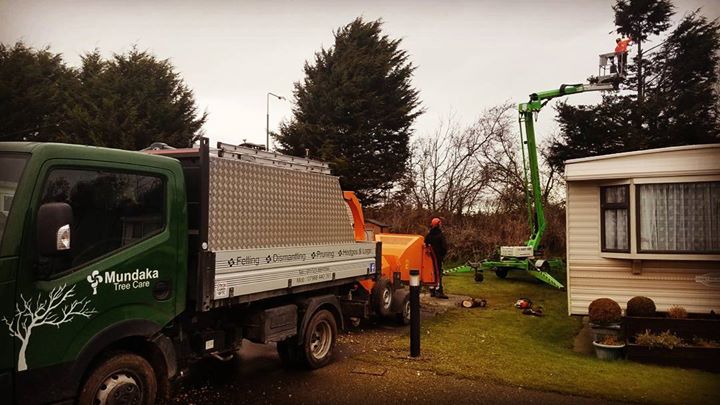 Mundaka tree care. Arborists based in Scarborough