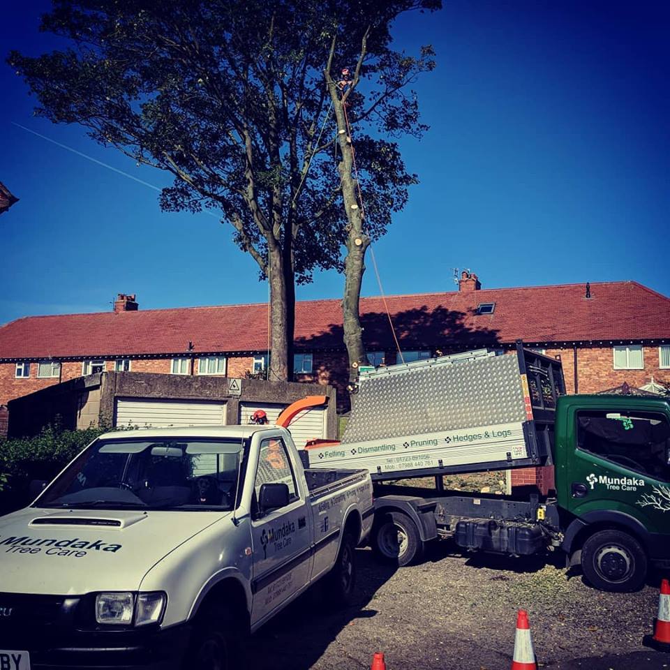Mundaka tree care. Arborists based in Scarborough