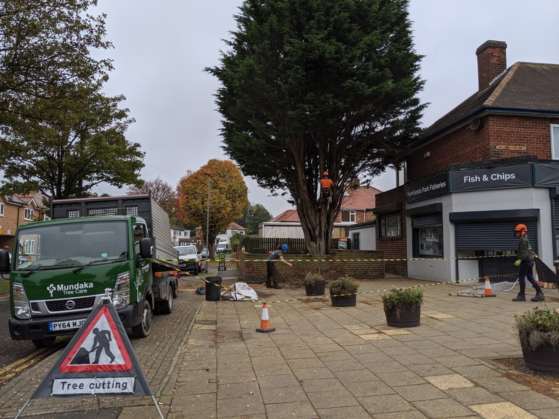 Mundaka tree care. Arborists based in Scarborough