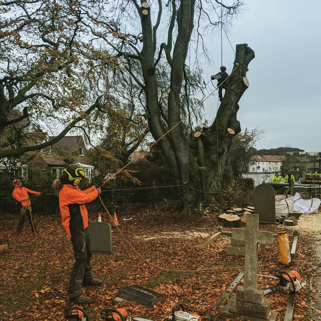 Mundaka tree care. Arborists based in Scarborough