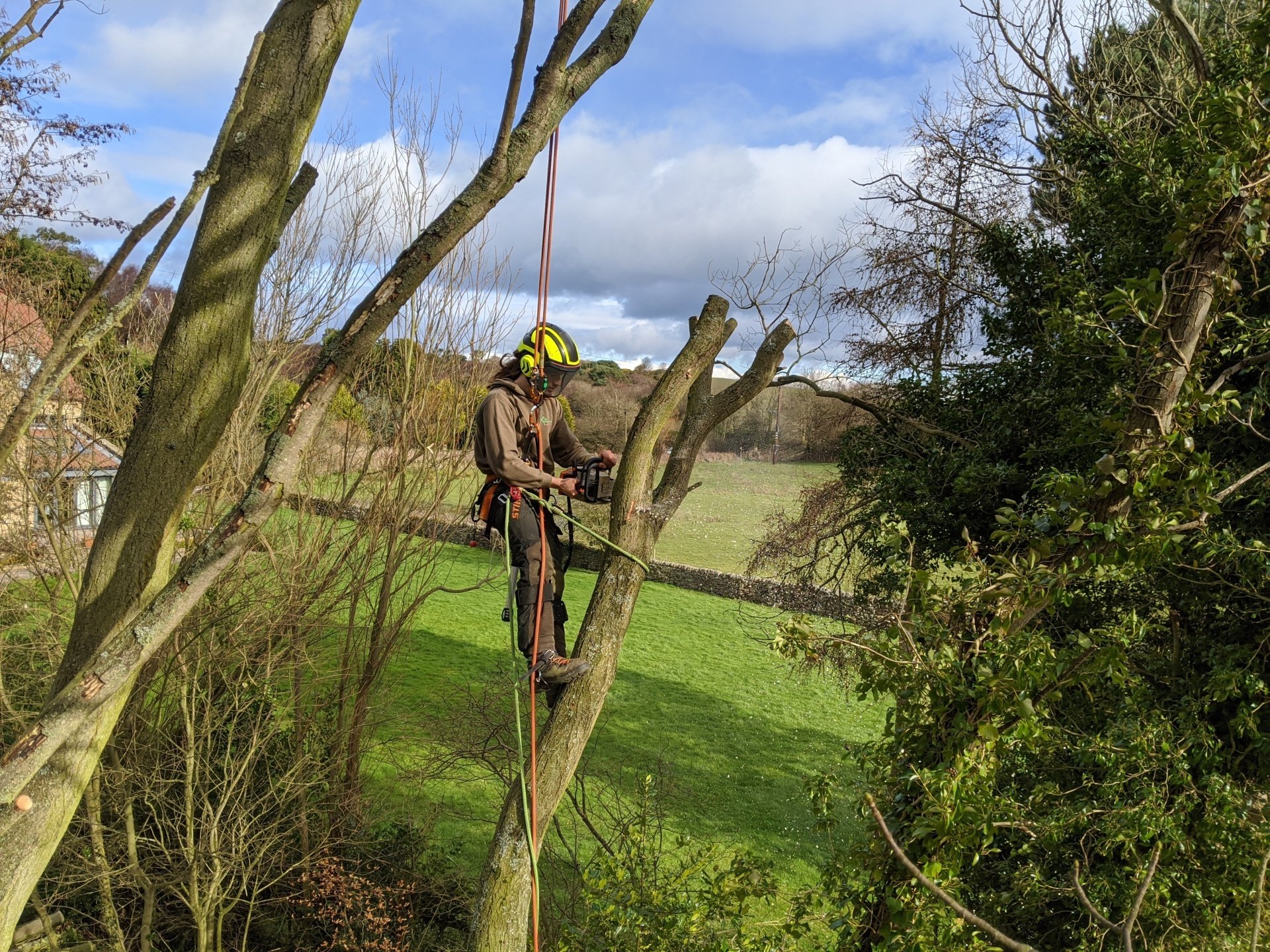 Mundaka tree care. Arborists based in Scarborough