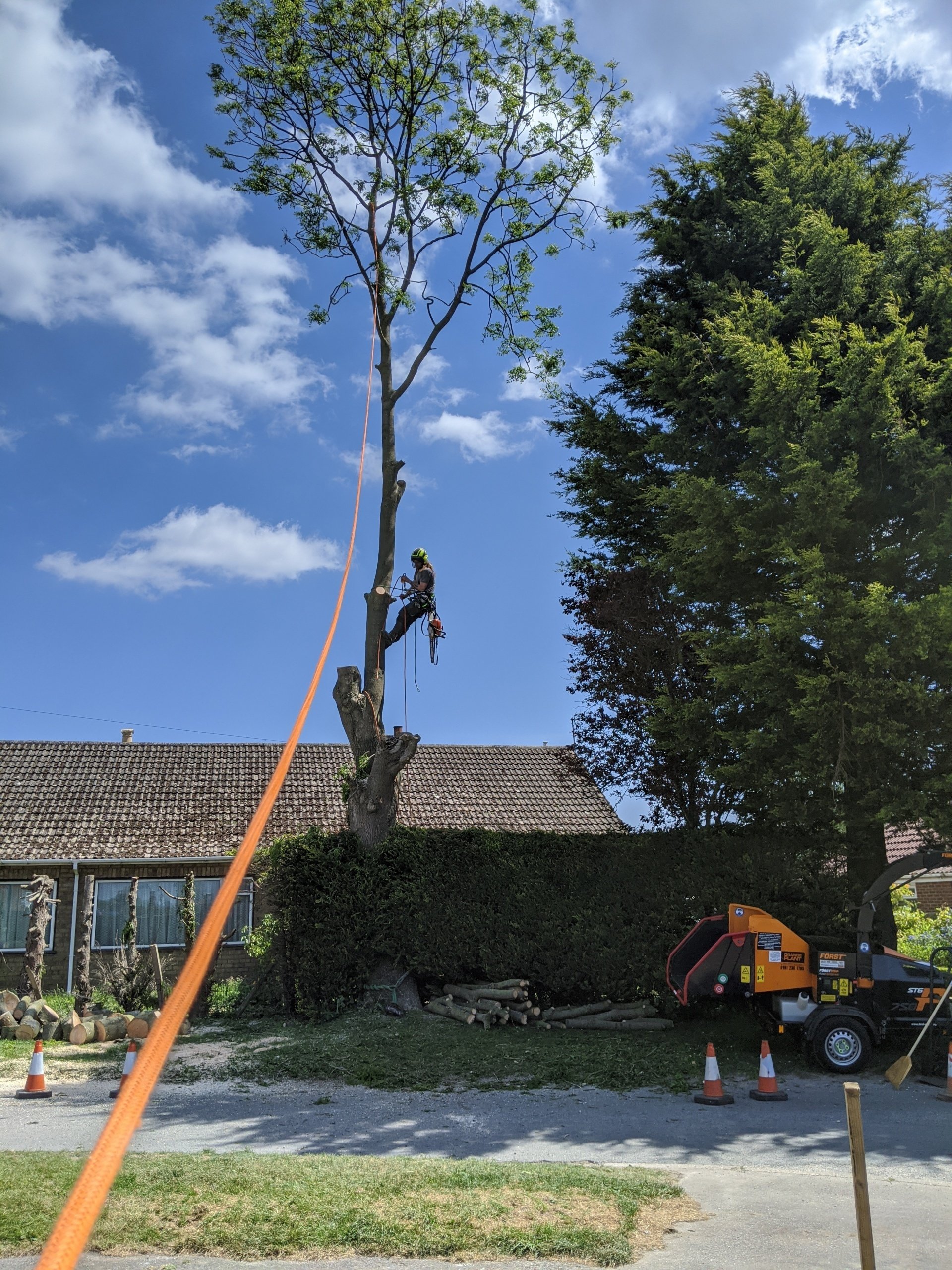 Mundaka tree care. Arborists based in Scarborough