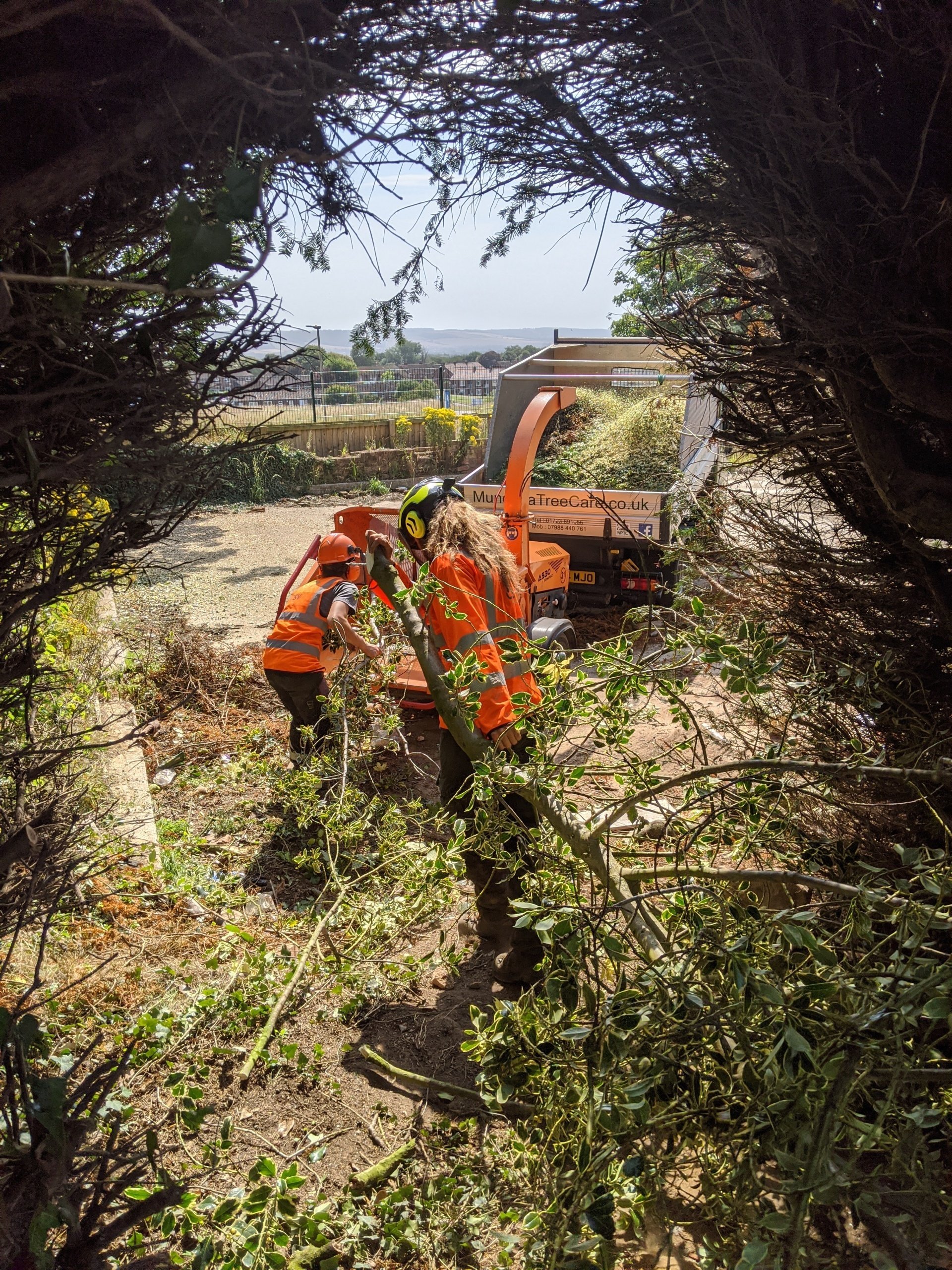 Mundaka tree care. Arborists based in Scarborough
