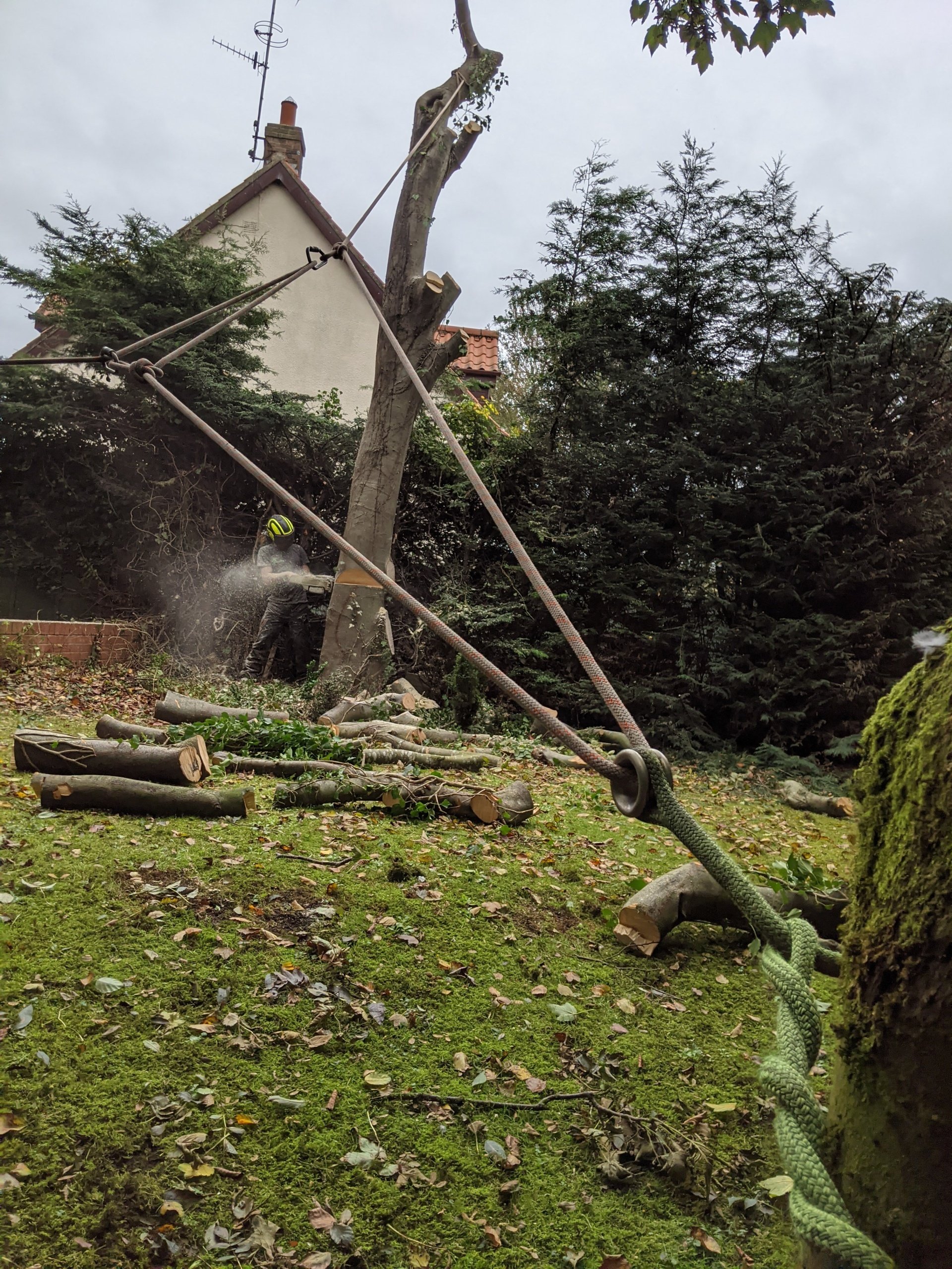 Mundaka tree care. Arborists based in Scarborough