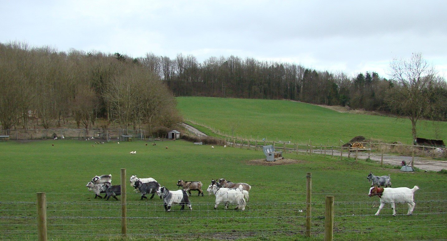 Dave and Ewe - Therapeutic farm experiences in Calne, Wiltshire