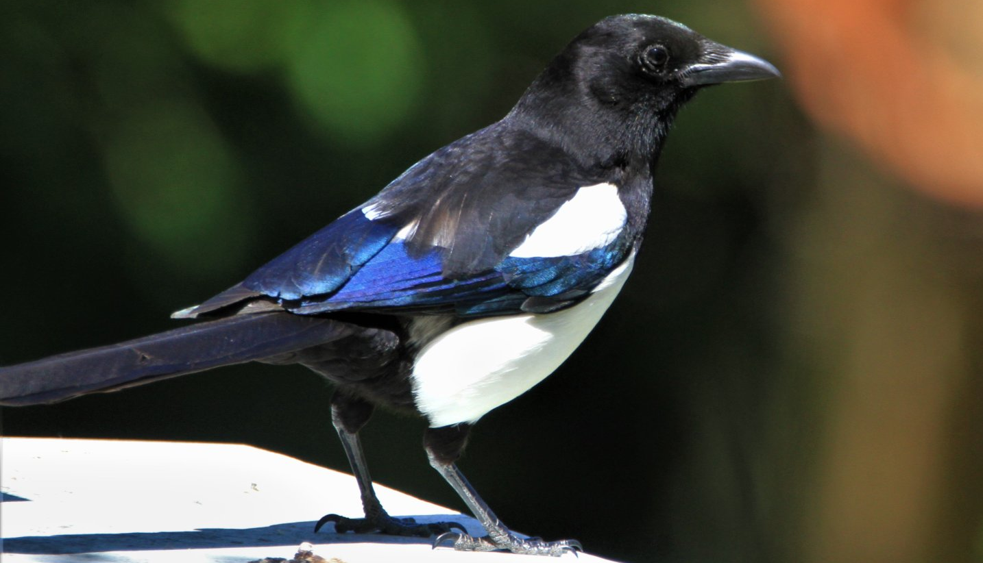 Die Elster - ein seltener Gast