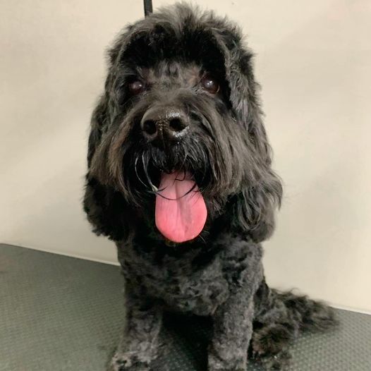 Kilsyth Dog Grooming