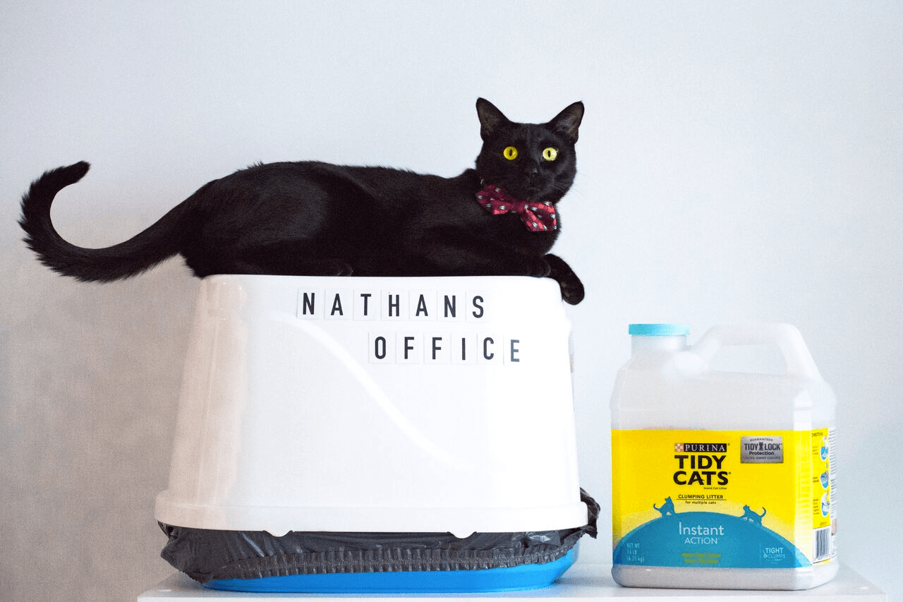 Nathan the Beach Cat - Stories Pics and Products - Heritage Bank