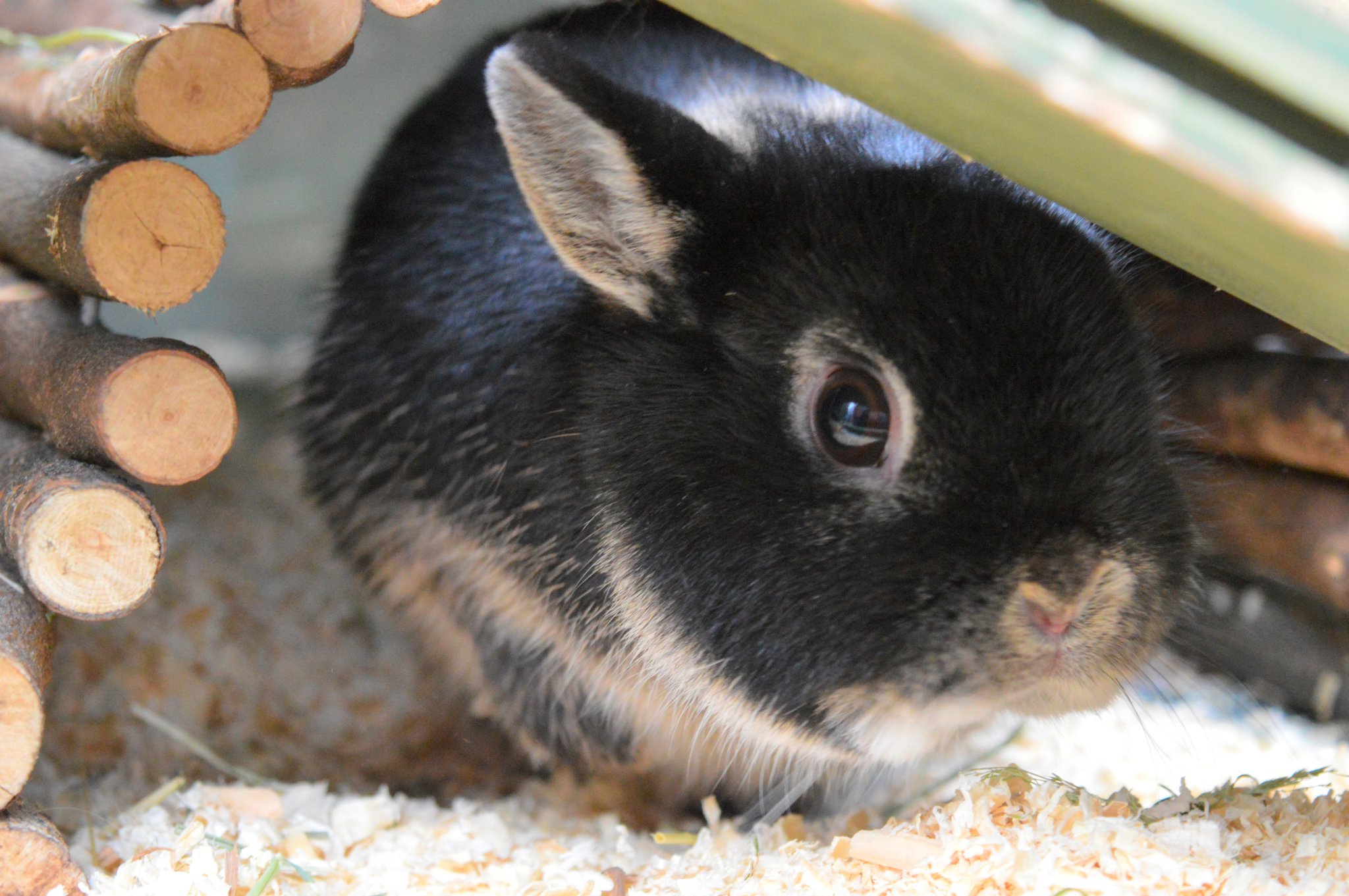 Hazelhurst Cattery, Leicester's trusted cattery