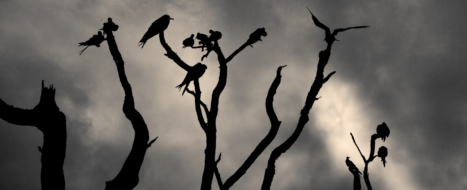 The Audubon Society Talks About Netflix's ‘Dancing with the Birds'