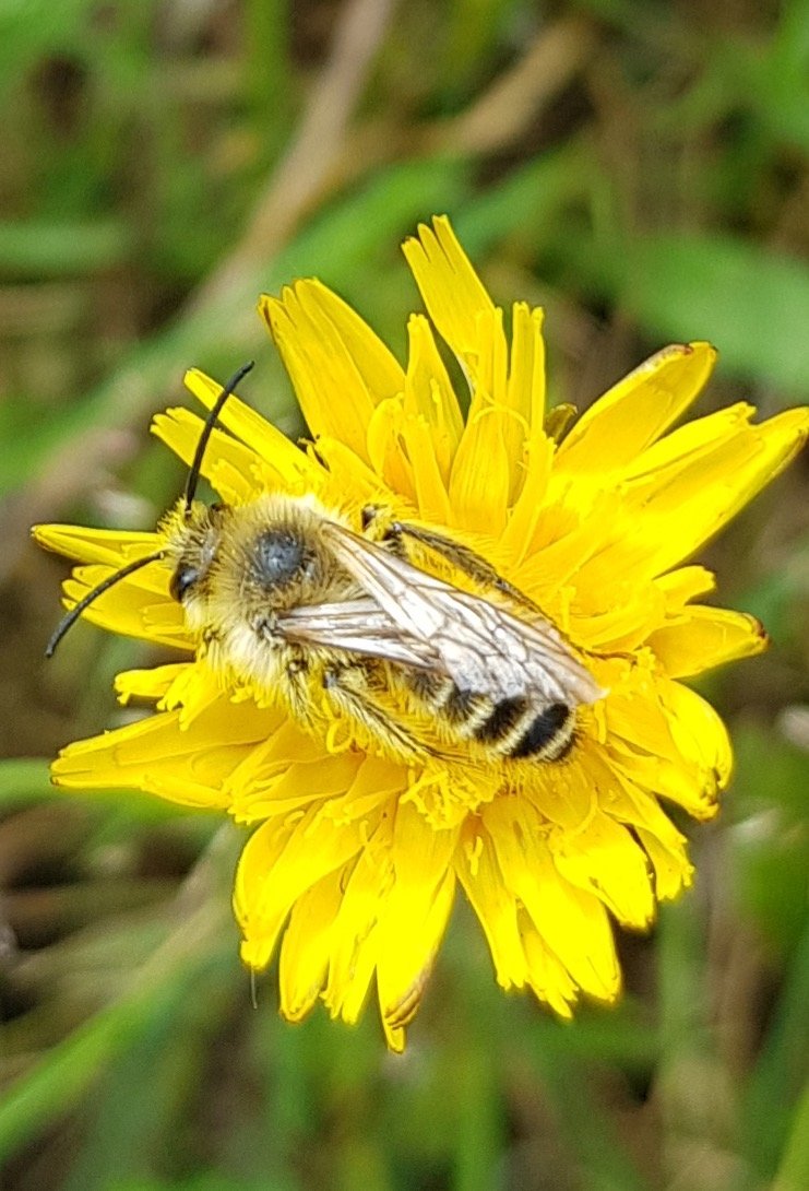 Wilde Bijen