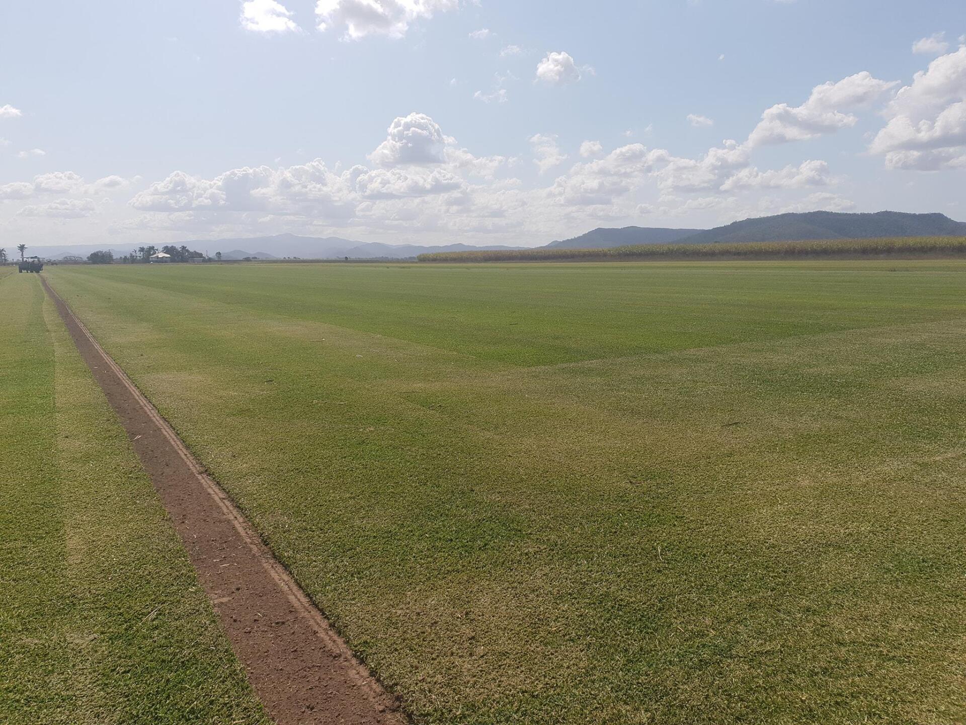 Turf | Australian Grass | North Queensland | Marian Lawns
