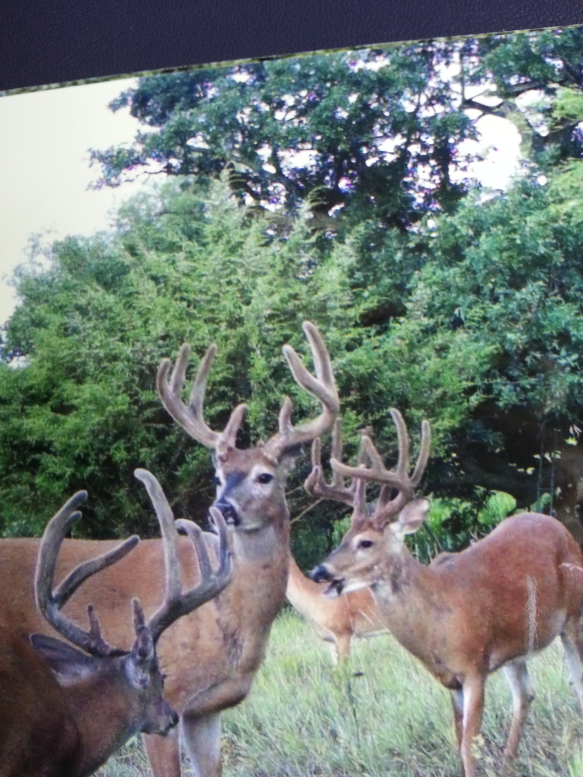 Iowa Deer hunting Zone 4, Iowa Deer Hunting Zone 5