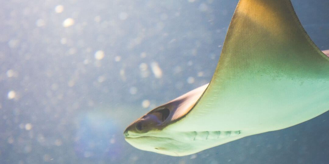 Fish | What Is a Fish?