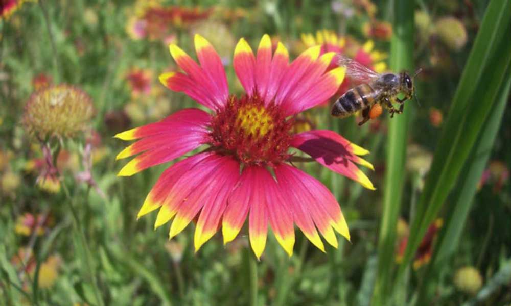 Buds and the Bees! Learn about ecologically-responsible honeybee habitats