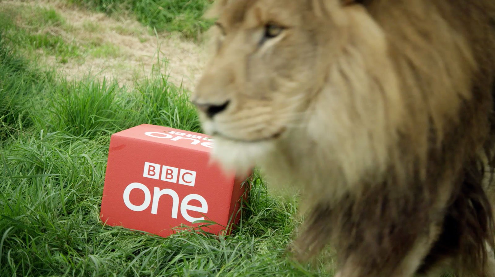 The Cutfoam Group | Case Study | BBC One Big Cats