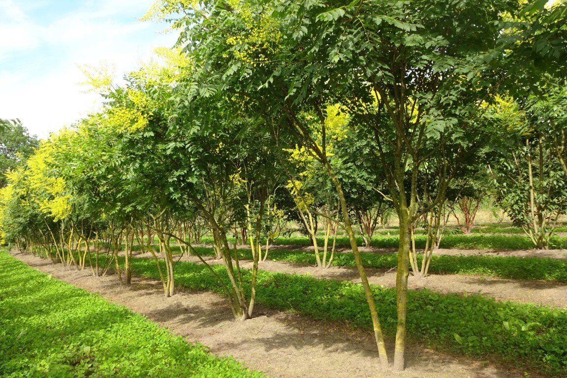 Bomen | van Houts heesters en bomen