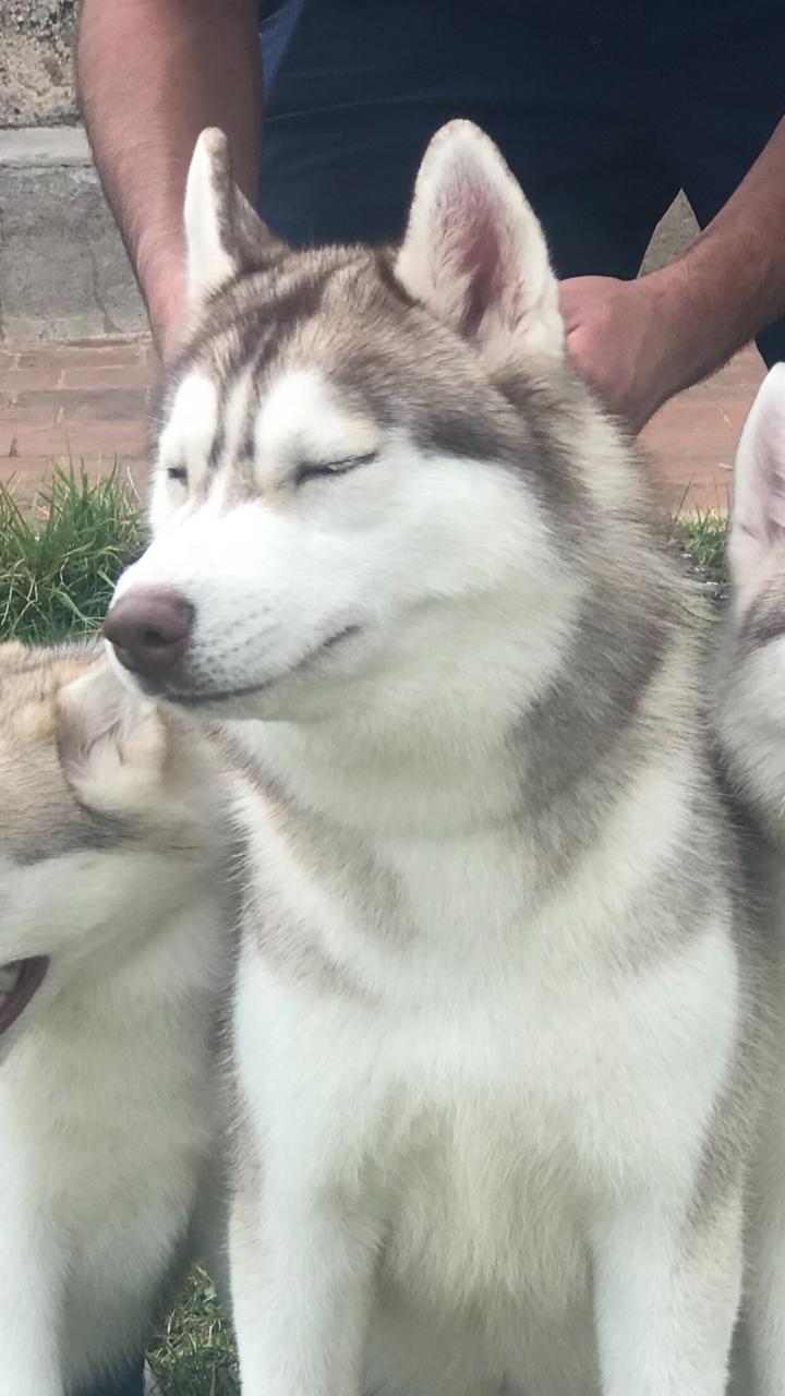 Criadero de Perros Husky | Criadero Shadi