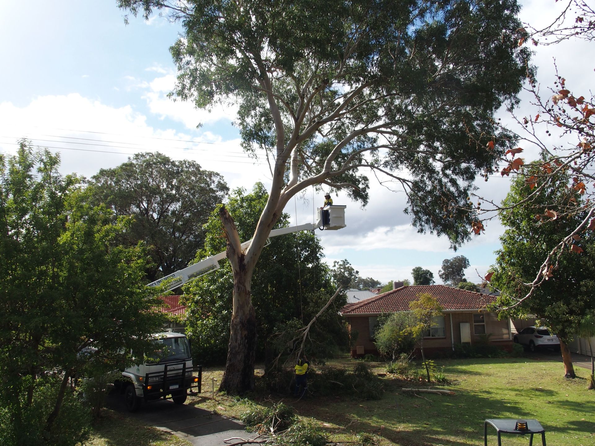 Tree work Perth – Geoff's Tree Services