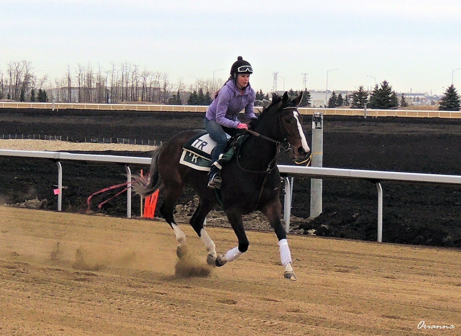 Canadian Thoroughbred Horse Society