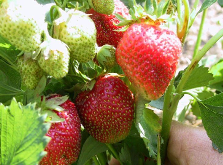 Augļu koku un ogu krūmu stādi | ZS "Ziediņi"