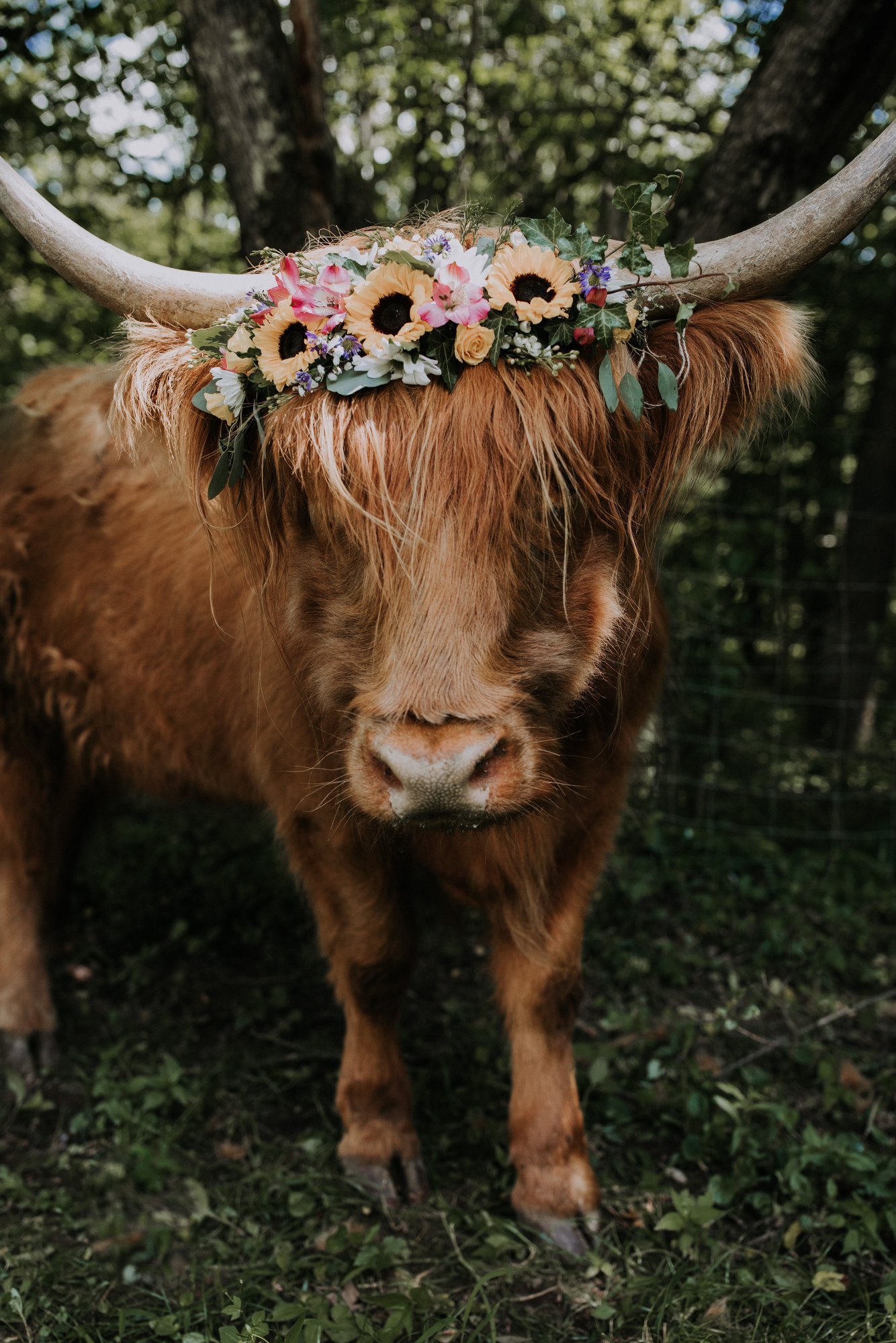 Meet the Animals of Yorkie Acres Farm!