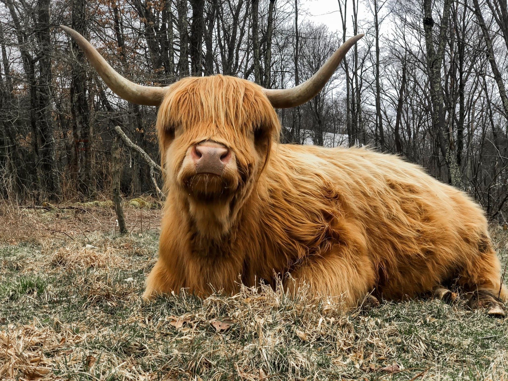 Meet the Animals of Yorkie Acres Farm!