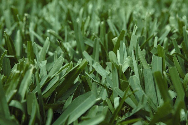 ProVista Sod |Serving Tampa, Bradenton, & St. Pete, FL. | AllState Sod