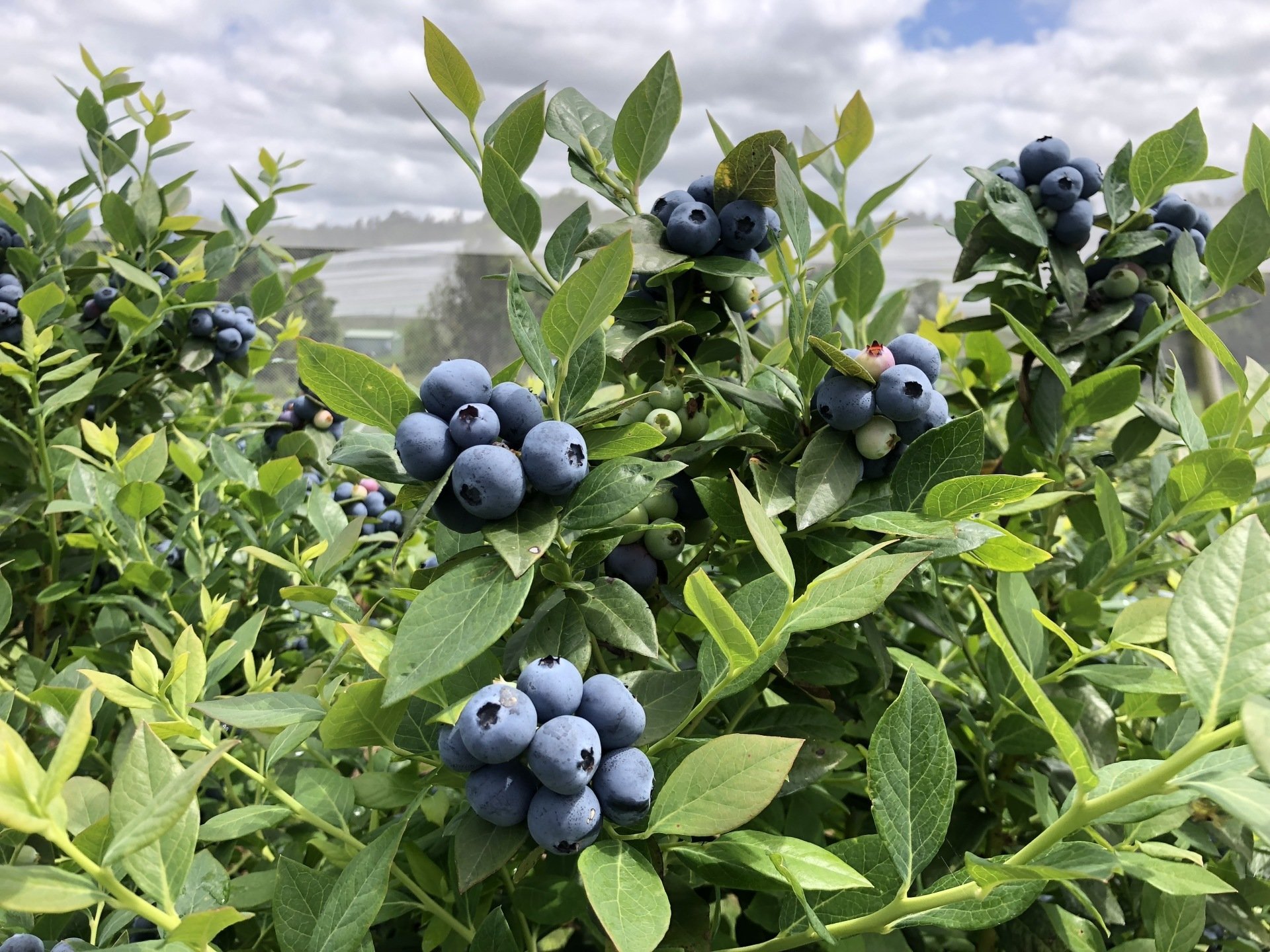 Blueberry Fields
