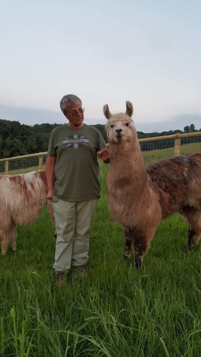 Meet Dylan | Briery Hill Llamas