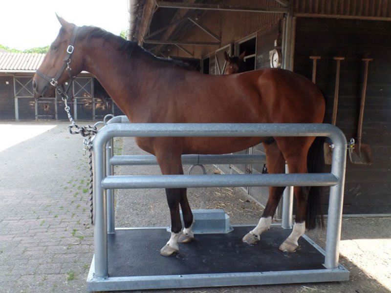 Loddon Equestrian Limited - Ilketshall St Lawrence, Suffolk - Home