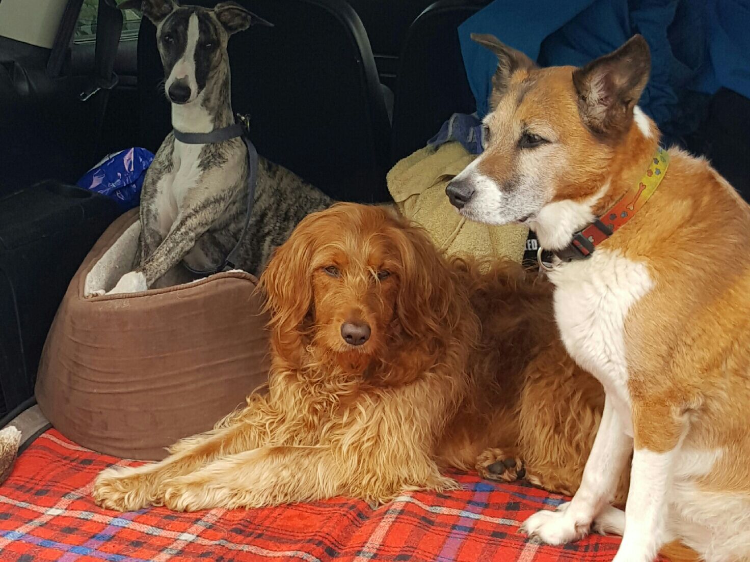 Pet sitting services by Mrs Doolittles Pet Care