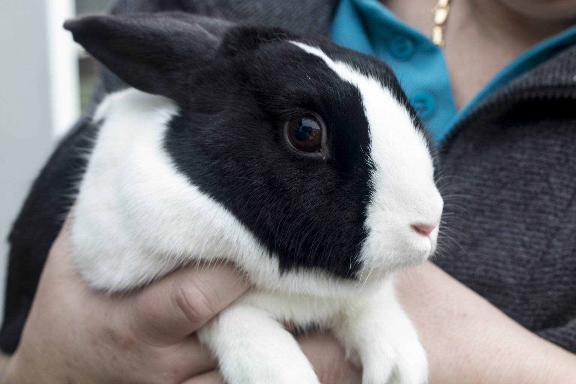 Pet transport services by Mrs Doolittles Pet Care