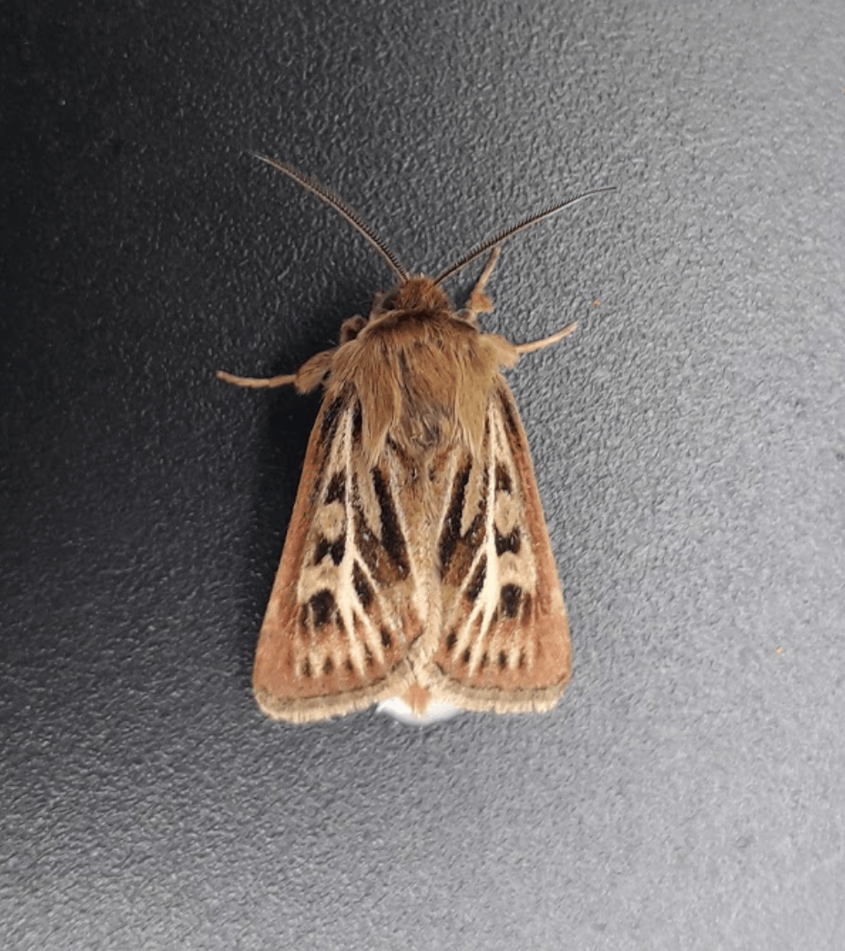 Research Project 5 - Moths and Moth Trapping