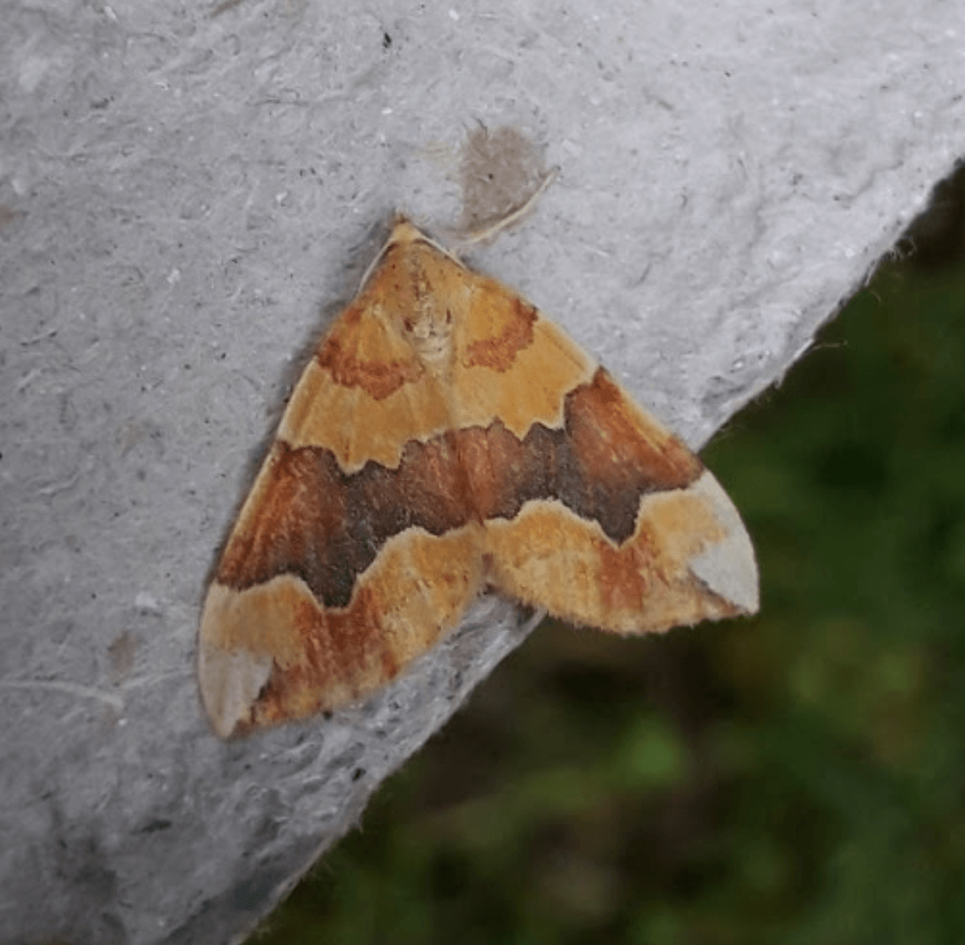 Research Project 5 - Moths and Moth Trapping