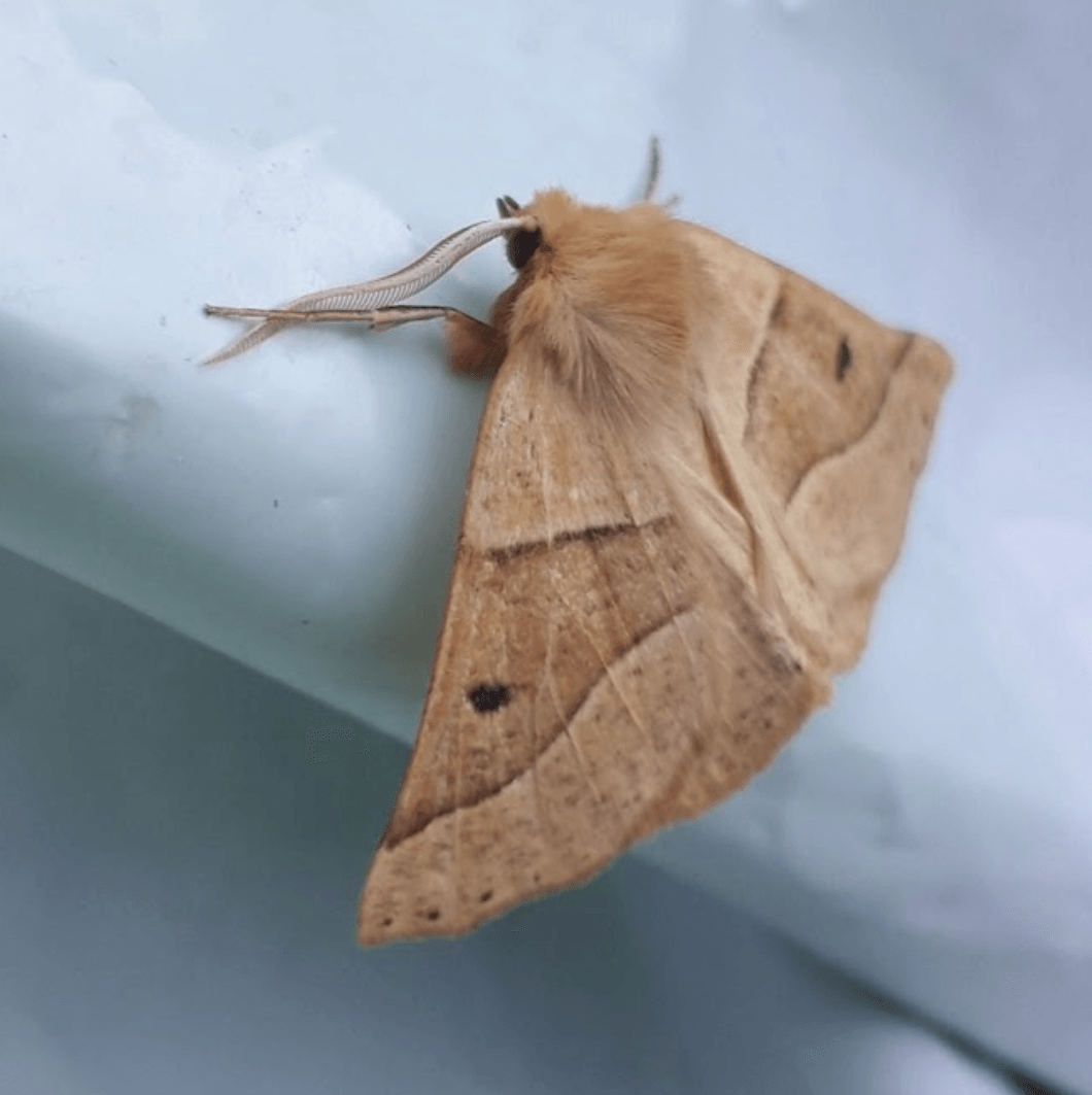 Research Project 5 - Moths and Moth Trapping