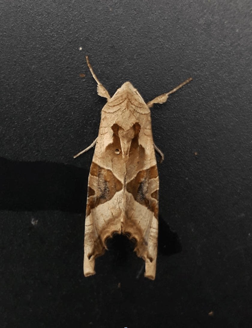 Research Project 5 - Moths and Moth Trapping