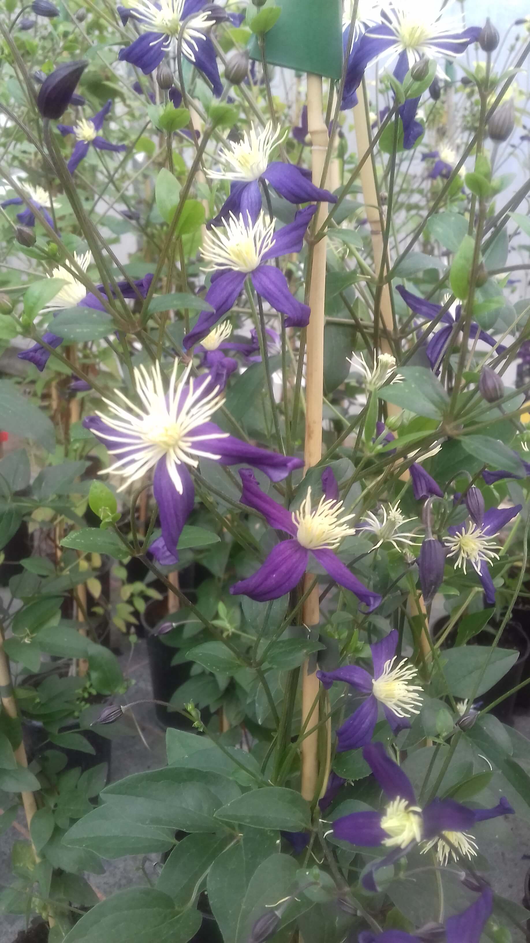 Herbaceous Clematis Hybrids | PriorsWood Clematis
