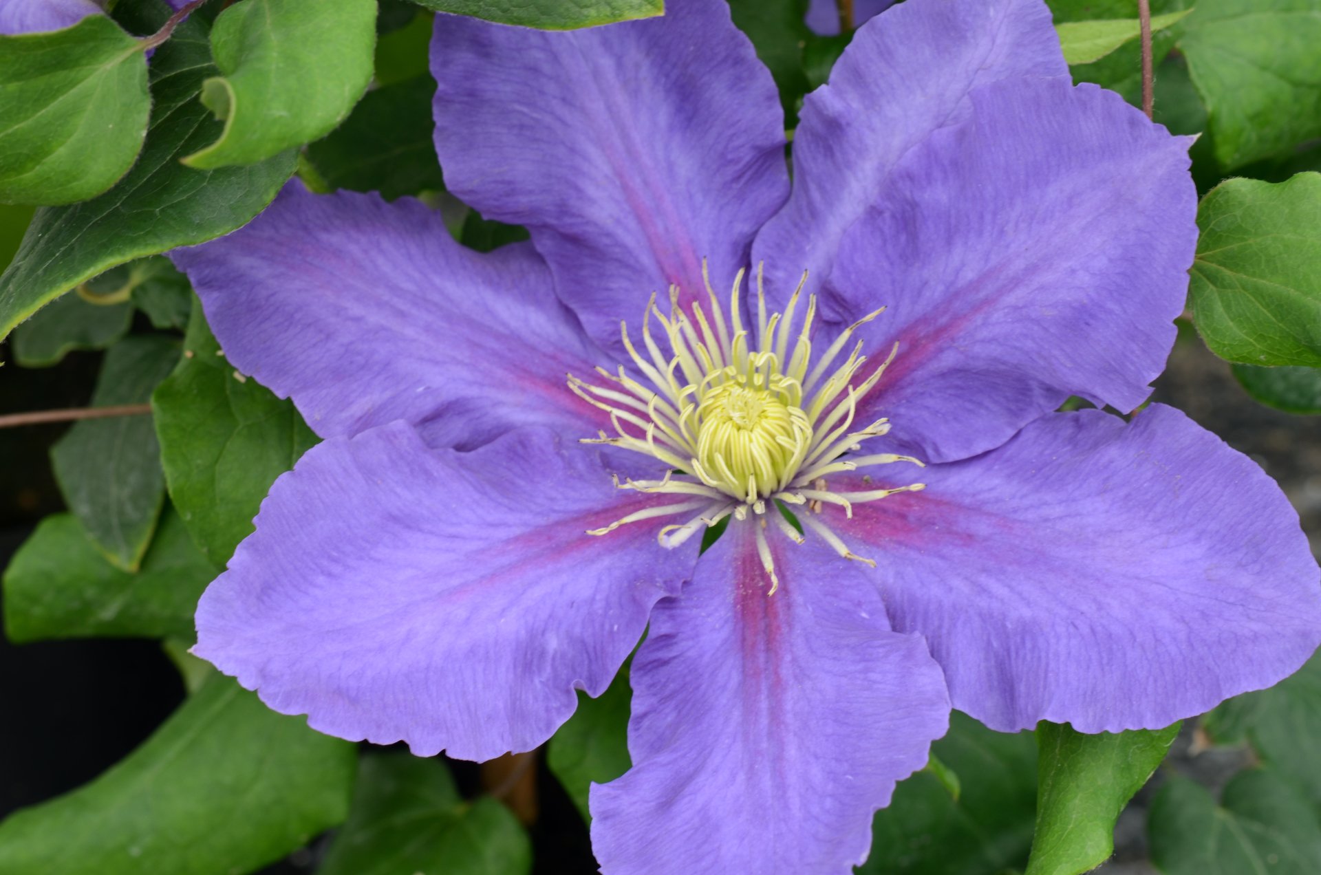 Summer Flowering Clematis Plants | PriorsWood Clematis