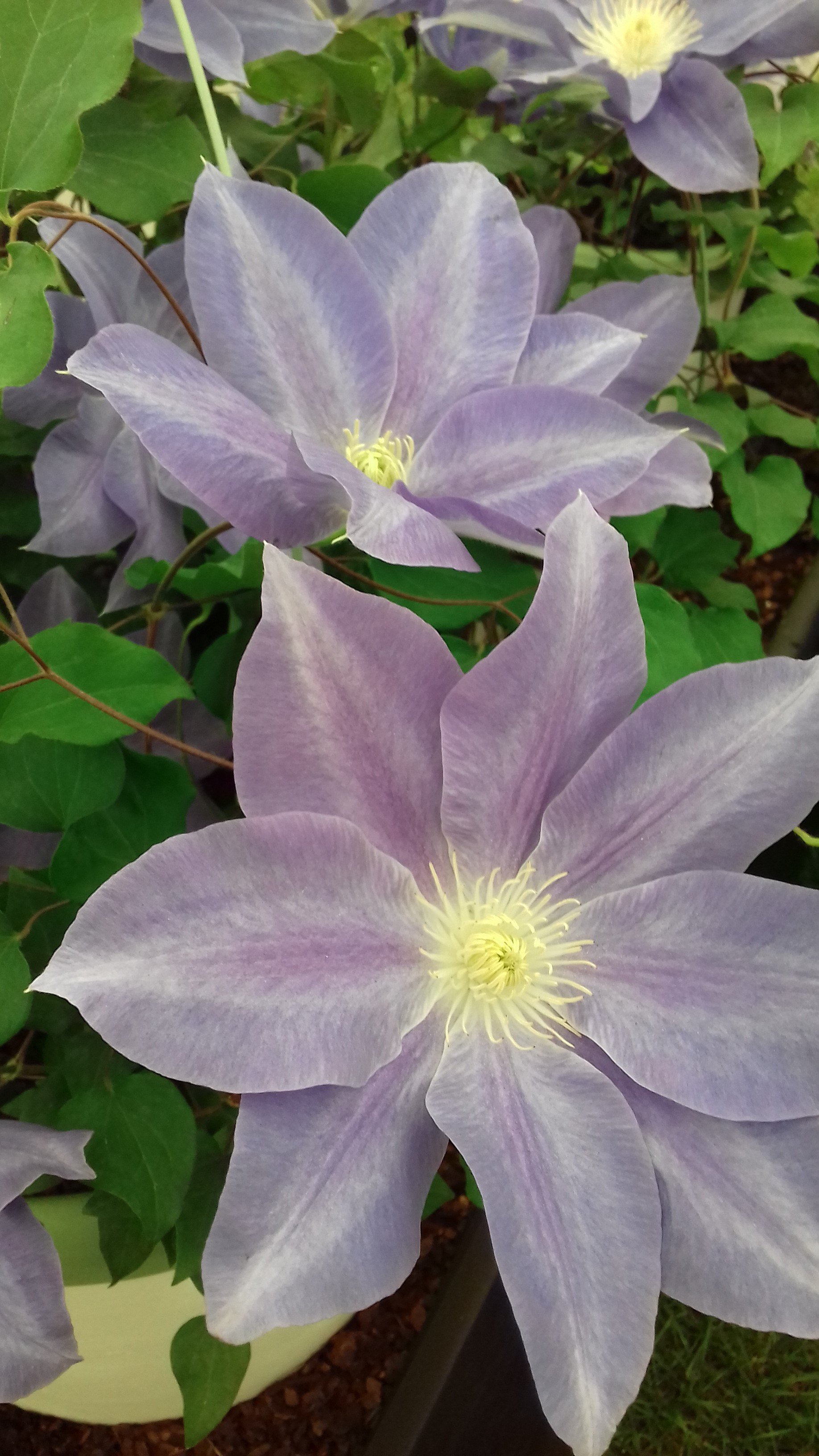 Summer Flowering Clematis Plants | PriorsWood Clematis