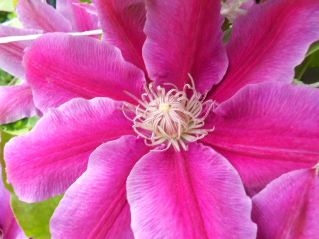 Summer Flowering Clematis Plants | PriorsWood Clematis